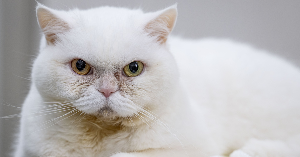 Kalp hastası kedi Lucy'ye 'stressiz yaşam' tavsiyesi