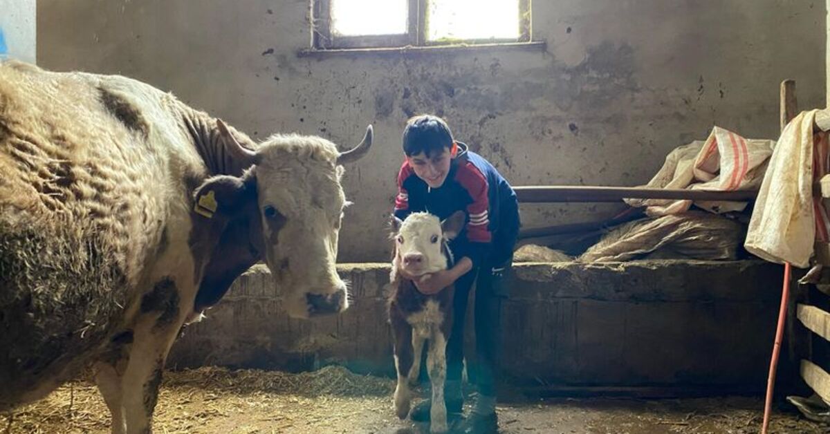 Hasta buzağısını 'korkmasın' diye sarılarak veterinere götürdü