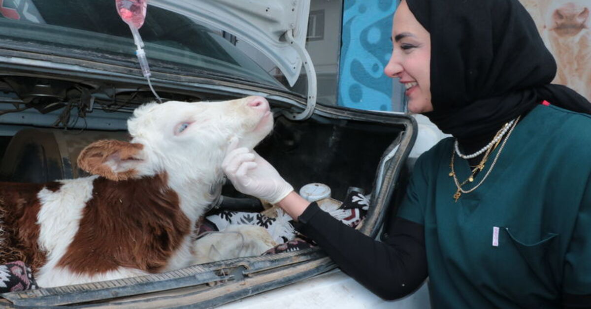 Yozgat'ta hastalanan buzağı otomobille veterinere taşındı