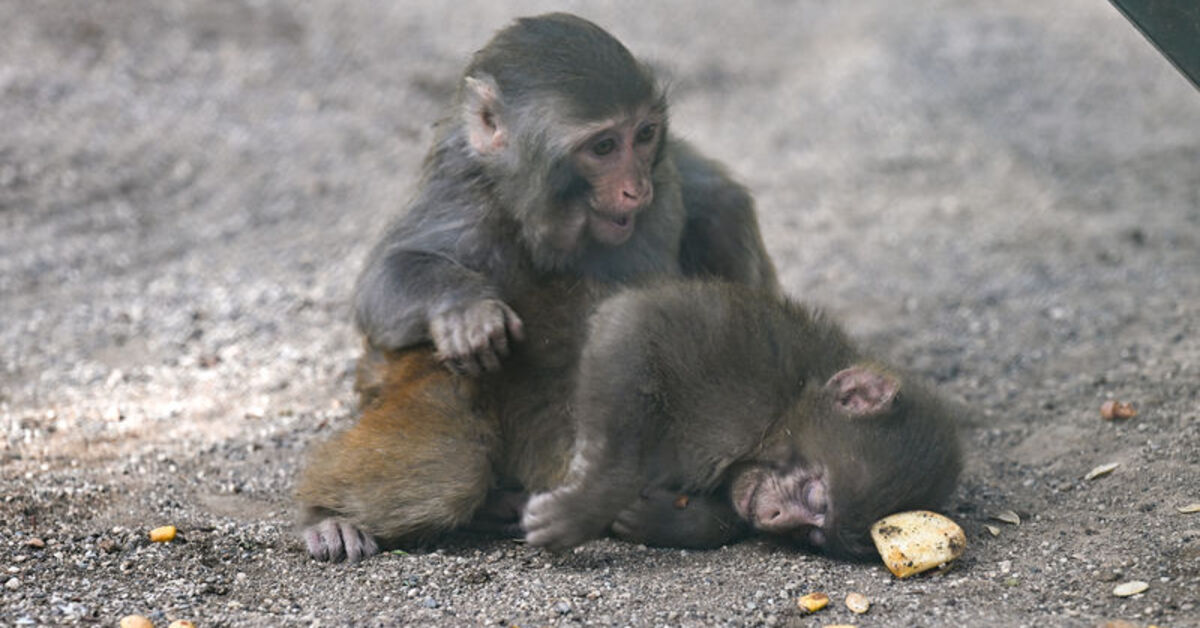 Antalya'da kolide bulunan maymun yavrusu Fıstık yeni ailesine alıştı