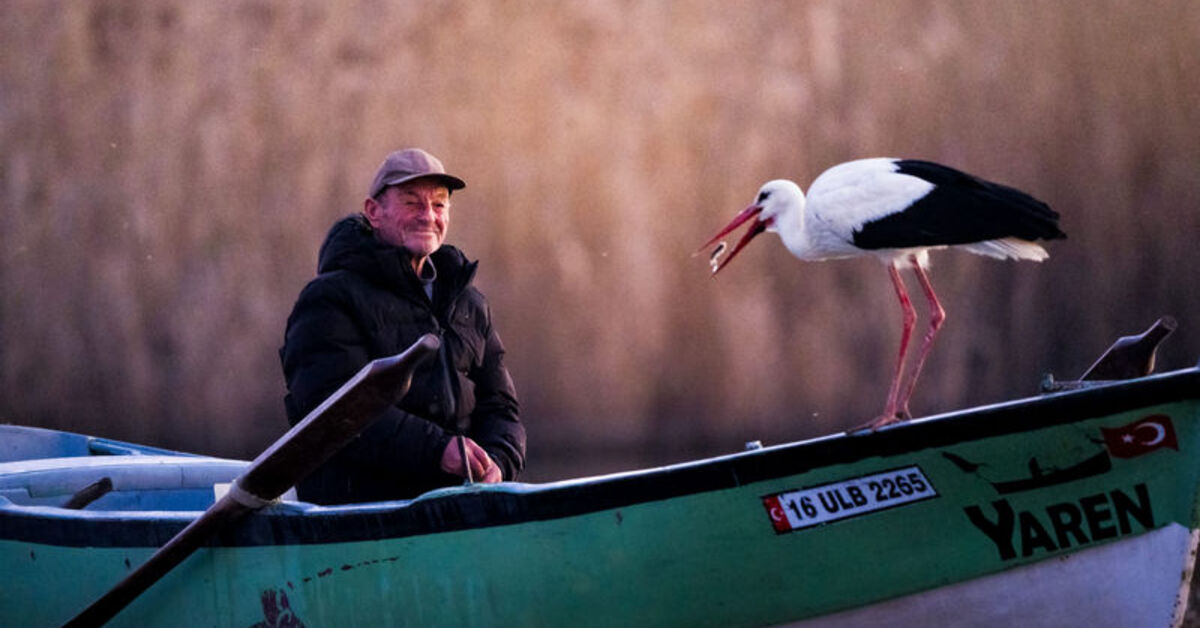 Yaren leylek baba oldu! Yaren ve Nazlı'nın iki yavrusu yumurtadan çıktı!