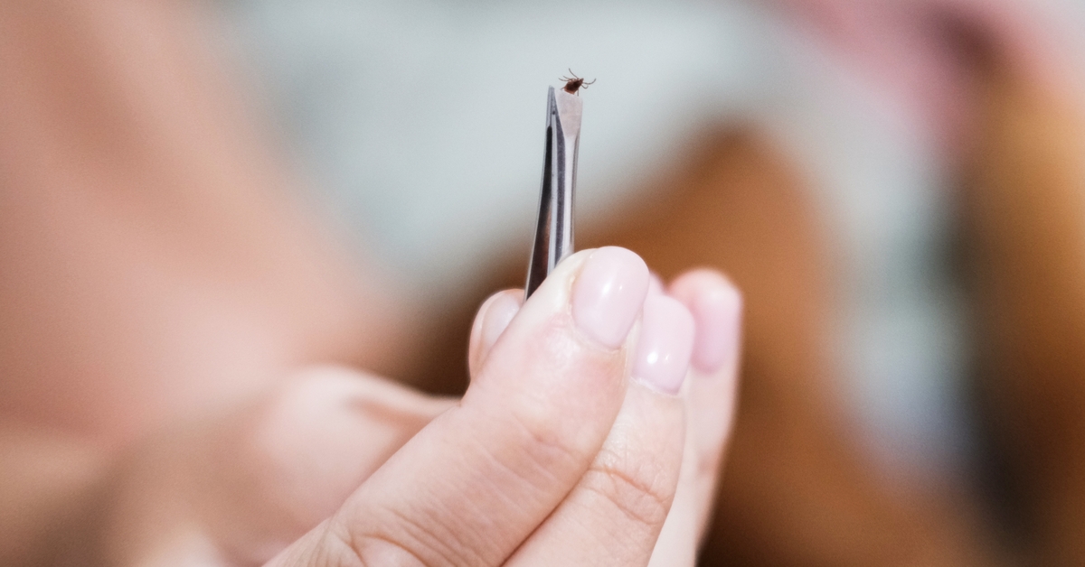 Kene uyarısı: Hastalık ölümcül olabilir - Haberler | Sağlık Haberleri