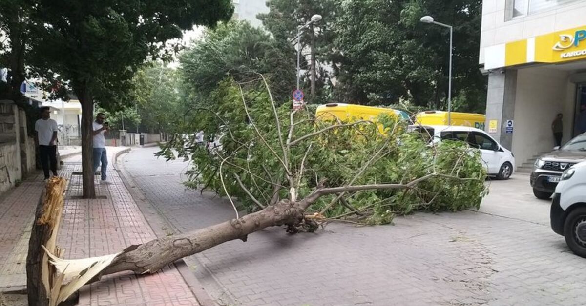Rüzgar ağacı devirdi: 2 yaralı | Son dakika haberleri
