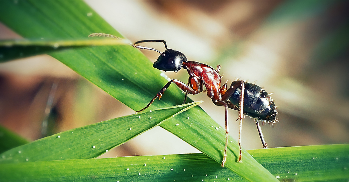 Mikro mucizeler: Karıncaların bilinmeyen süper güçleri