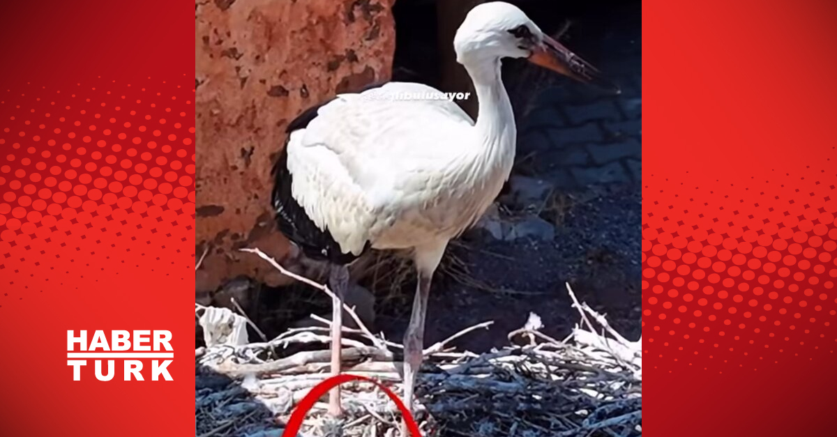 İzmir'de leylek yavrusu ölümden kurtarıldı