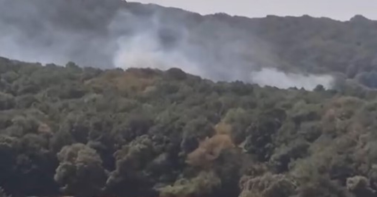Son dakika: İstanbul'da orman yangını! | Son dakika haberleri