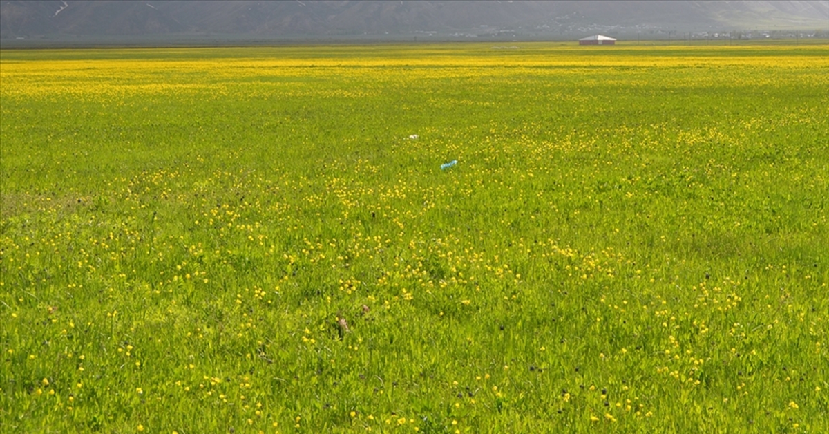 Hacel Obası nerede? Hacel Obası hangi şehirde, ilde, bölgede?
