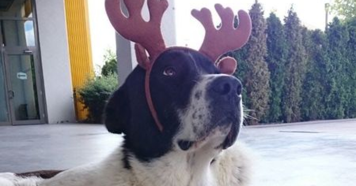 Son dakika: Ankara haberleri: Sokak köpeği Matmazel'in metroda darp ...