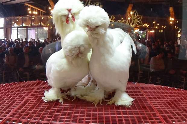 Osmanlı süs tavuğu 10 bin liraya satıldı - Bursa Haberleri