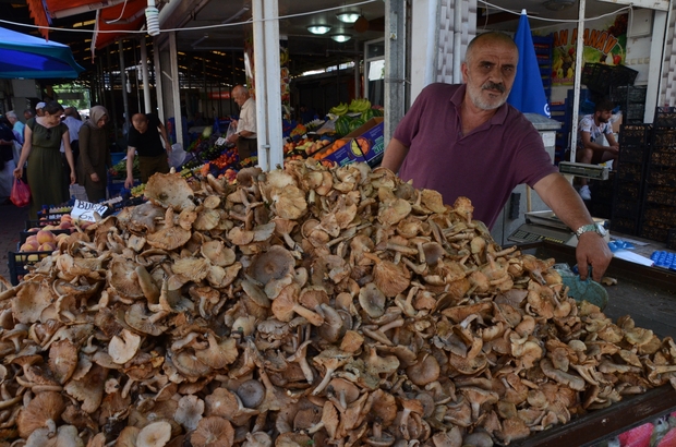 Fındık mantarına ‘gurbetçi’ rağbeti ordu’da satılan fındık mantarı ...