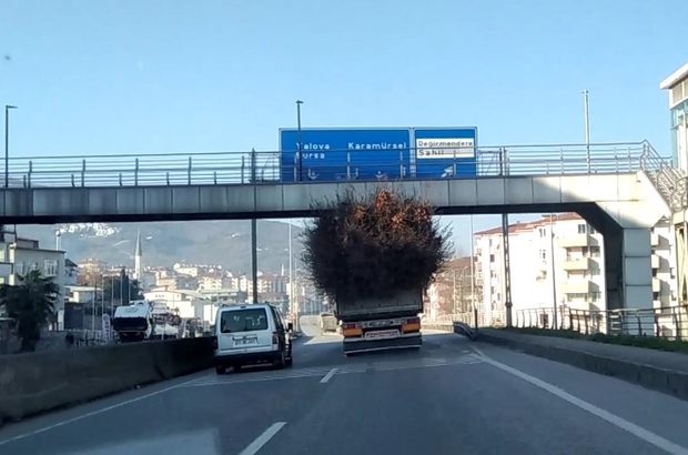 Seyyar ormanı andıran kamyon görenleri şaşırttı - Kocaeli Haberleri