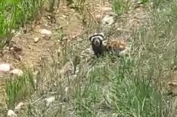 Kırmızı listede yer alan "alaca sansar" görüntülendi nesli tükenme ...