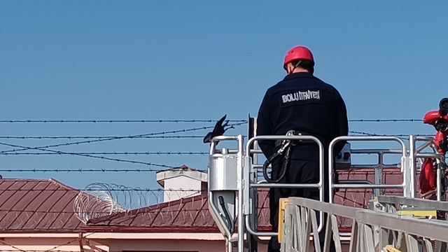 Bolu'da bahçe tellerine takılan karga kurtarıldı - Bolu Haberleri