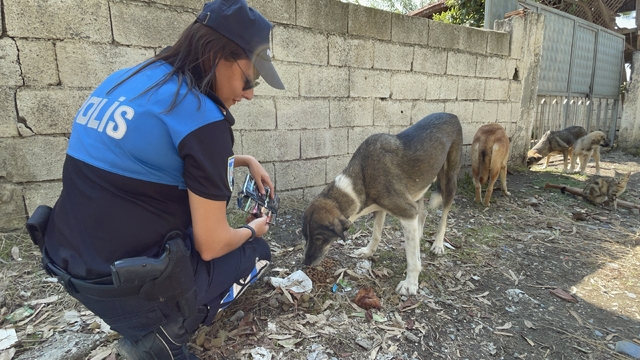Hatay'da polis ve gönüllülerden sahipsiz hayvanlara mama desteği ...