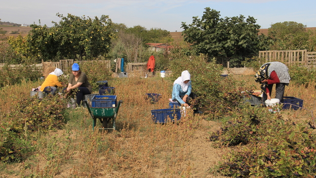 Tekirdağ'da üretim alanı genişleyen aronyanın hasadı başladı - Tekirdağ ...