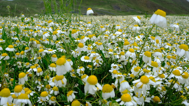 Aladağlar papatyalarla doğal stüdyoya dönüştü - Kayseri Haberleri