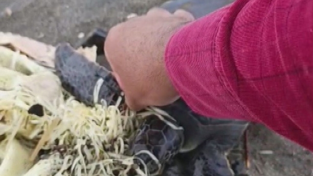 Hatay'da çuvala dolanan yavru deniz kaplumbağası belediye ekiplerinin ...