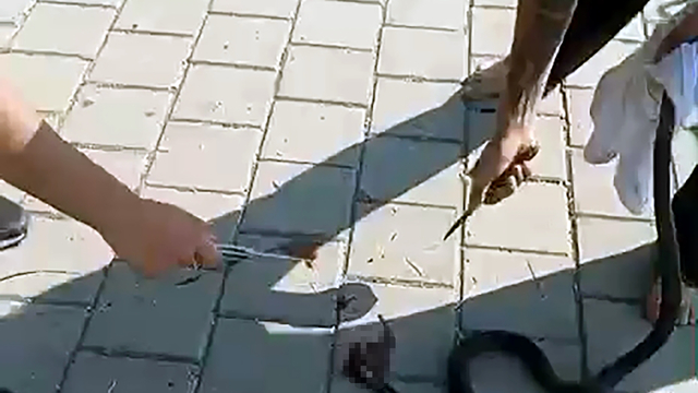 Nehirden çıkardıkları yılanın başını ezip, çakıyla keserek öldürdüler ...